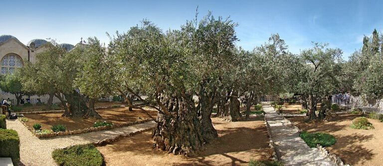 Symbolism of the Olive Tree: Spiritual Meaning in 3 Traditions: Jewish ...